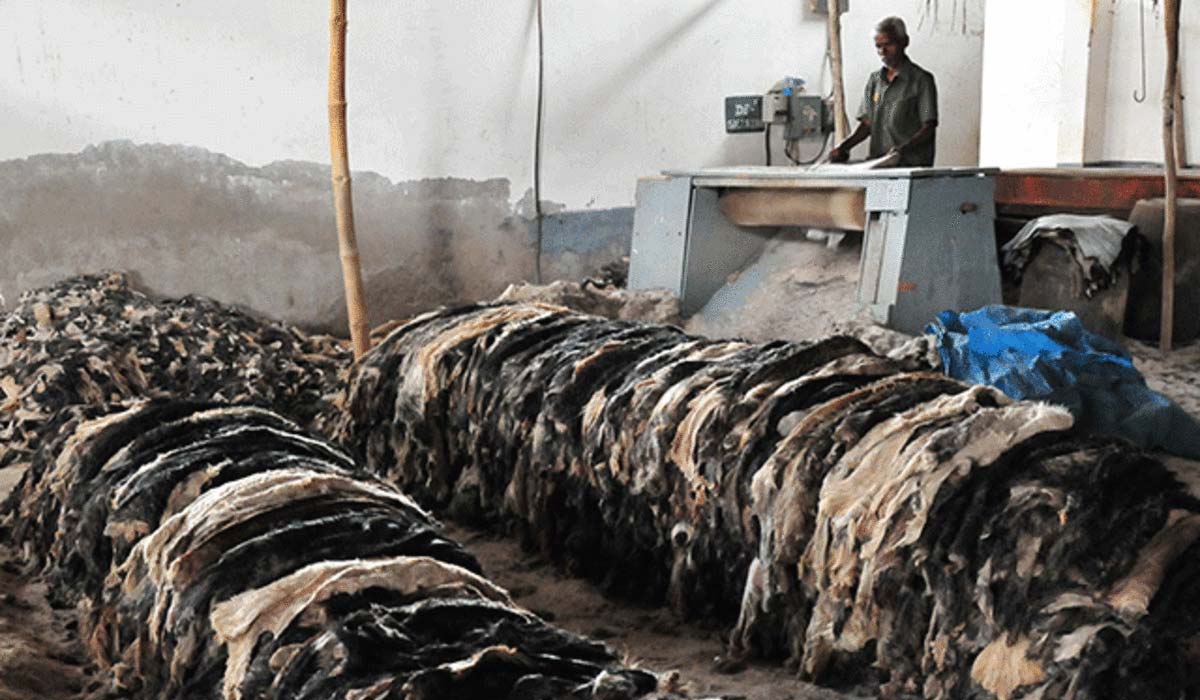 The Smell of Caste: Leatherwork and Scientific Knowledge in Colonial ...